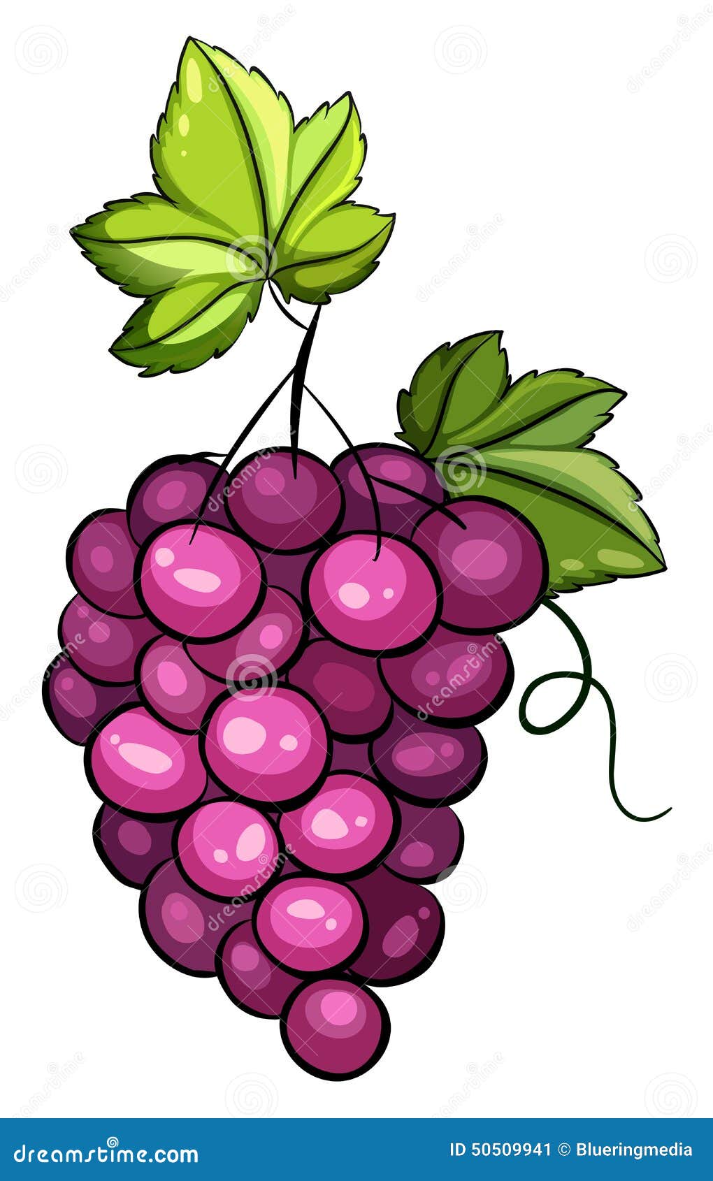 Un racimo de uvas ilustración del vector. Ilustración de racimo - 50509941