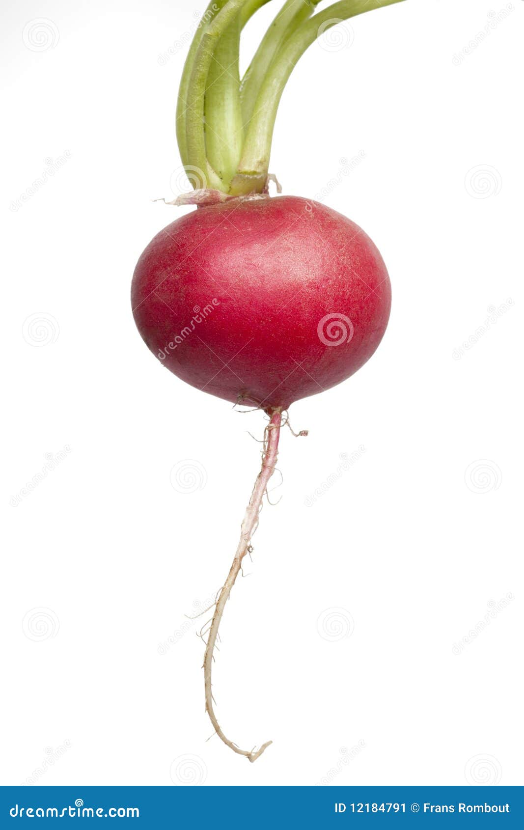 Un radis rouge image stock. Image du studio, vitamines - 12184791