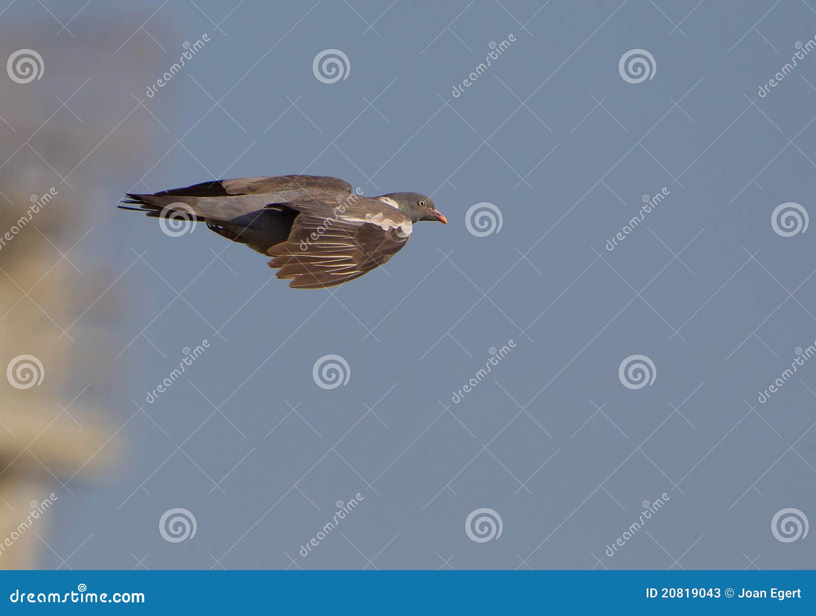 Un ramier en vol image stock. Image du pigeon, colombe - 20819043