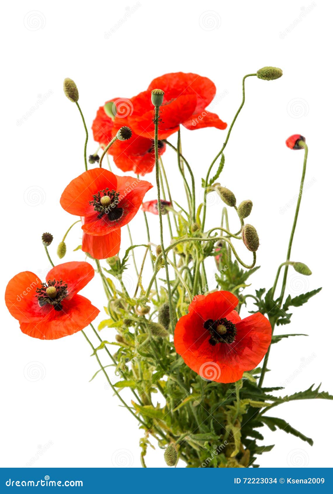 Un Ramo De Amapolas Rojas Aisladas Foto de archivo - Imagen de rojo ...