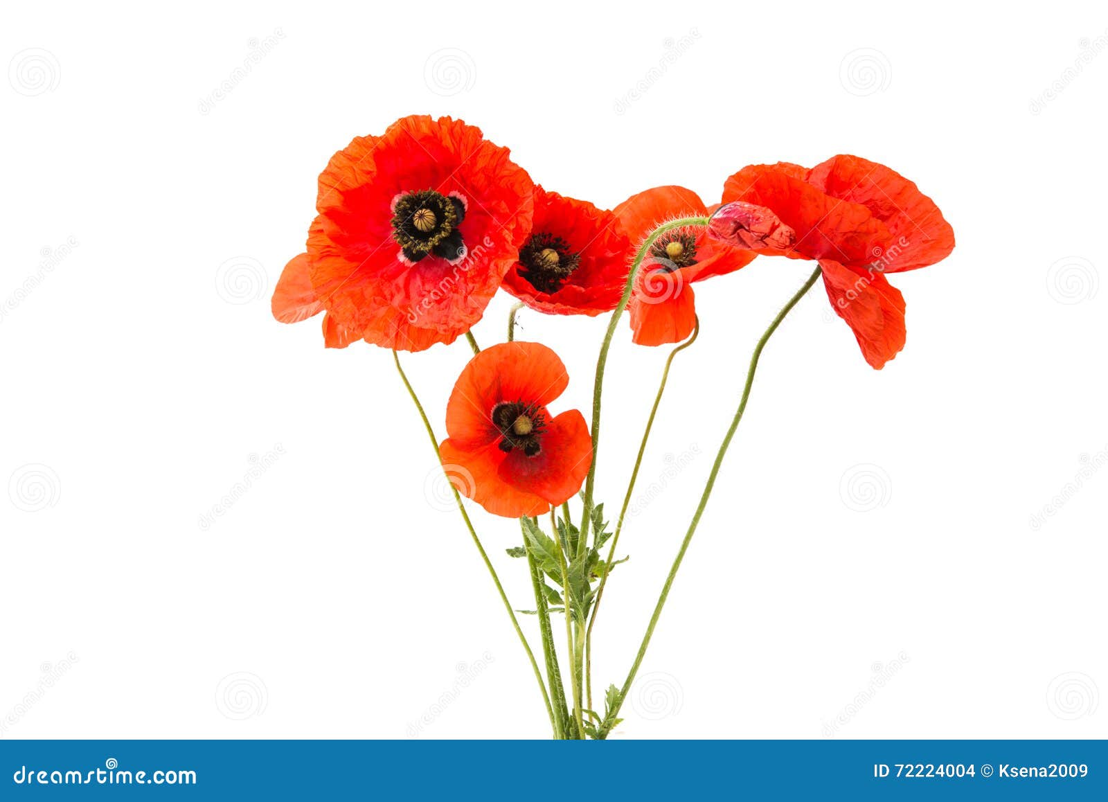 Un Ramo De Amapolas Rojas Aisladas Foto de archivo - Imagen de verano ...