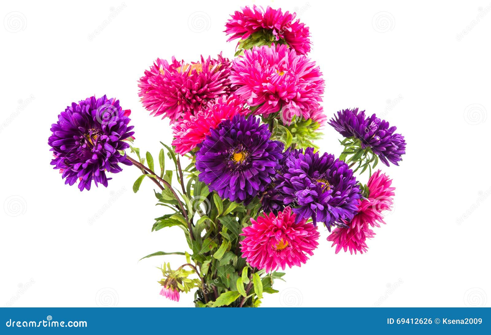 Un Ramo De Asteres Aislados Foto de archivo - Imagen de planta, fucsia ...