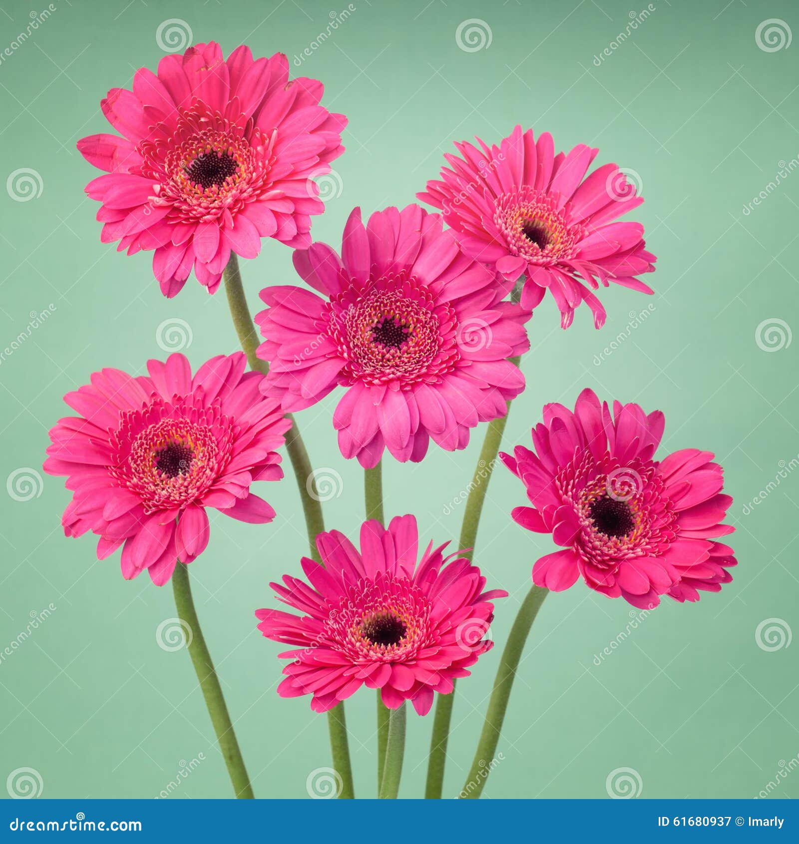 Un Ramo De Flores Del Germini Imagen de archivo - Imagen de flora ...