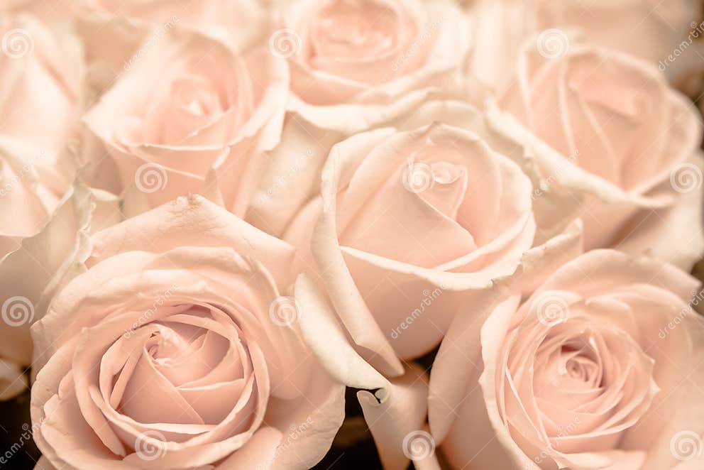 Un ramo de rosas beige imagen de archivo. Imagen de macro - 121130257