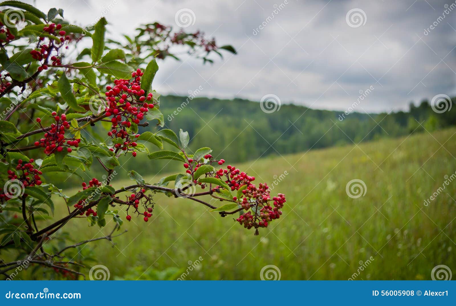 Un Ramo Delle Bacche Rosse Selvatiche Fotografia Stock - Immagine di ...