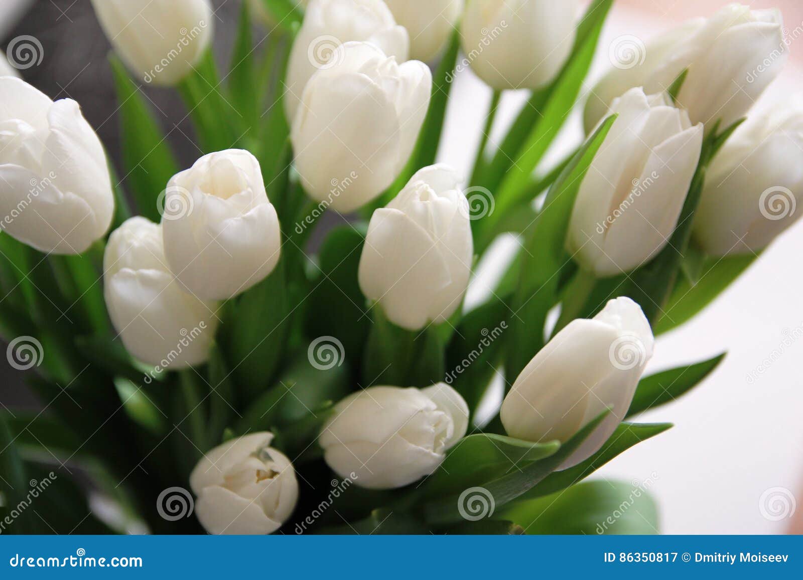 Un Ramo Grande De Tulipanes Blancos Imagen de archivo - Imagen de ...
