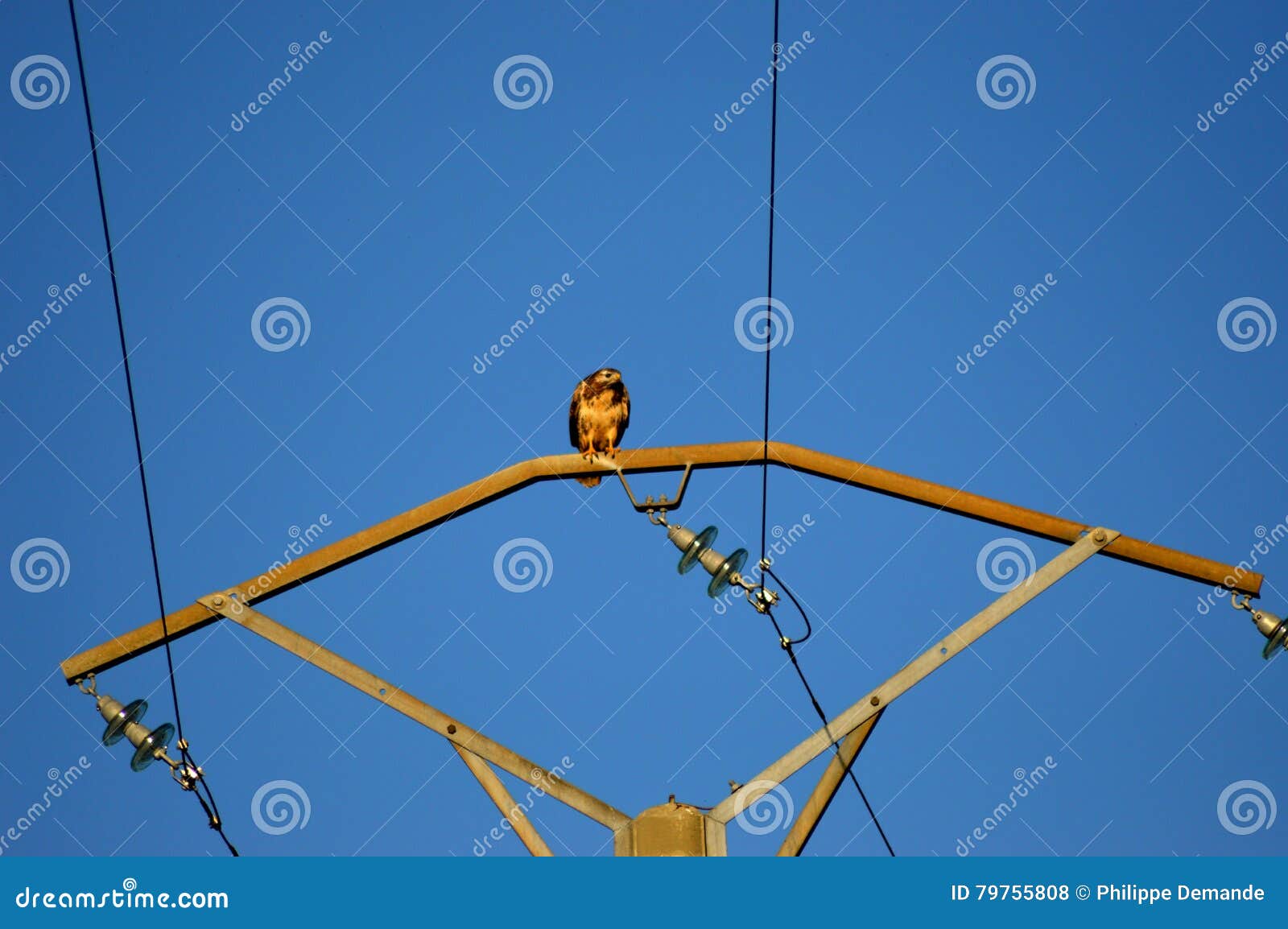 Un Rapace Atterrato Su Un Palo Fotografia Stock - Immagine di uccello ...