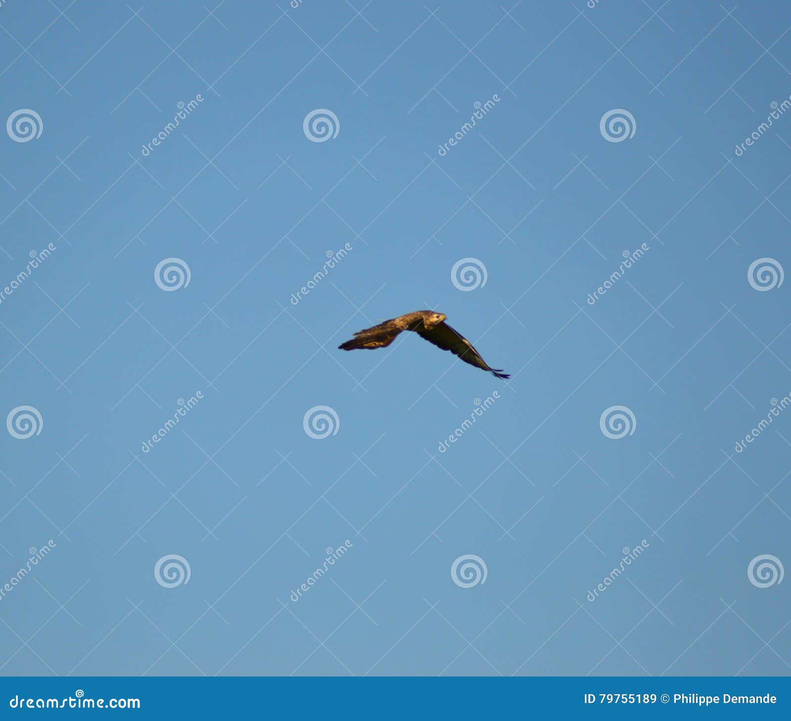 Un Rapace En Vol Dans Un Ciel Bleu Image stock - Image du aigle, nature ...