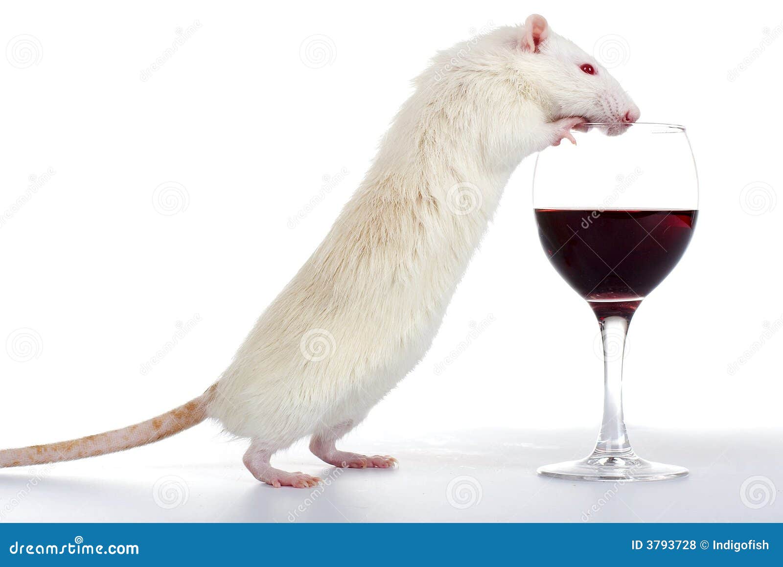 Un ratto bianco fotografia stock. Immagine di timido, curiosità - 3793728