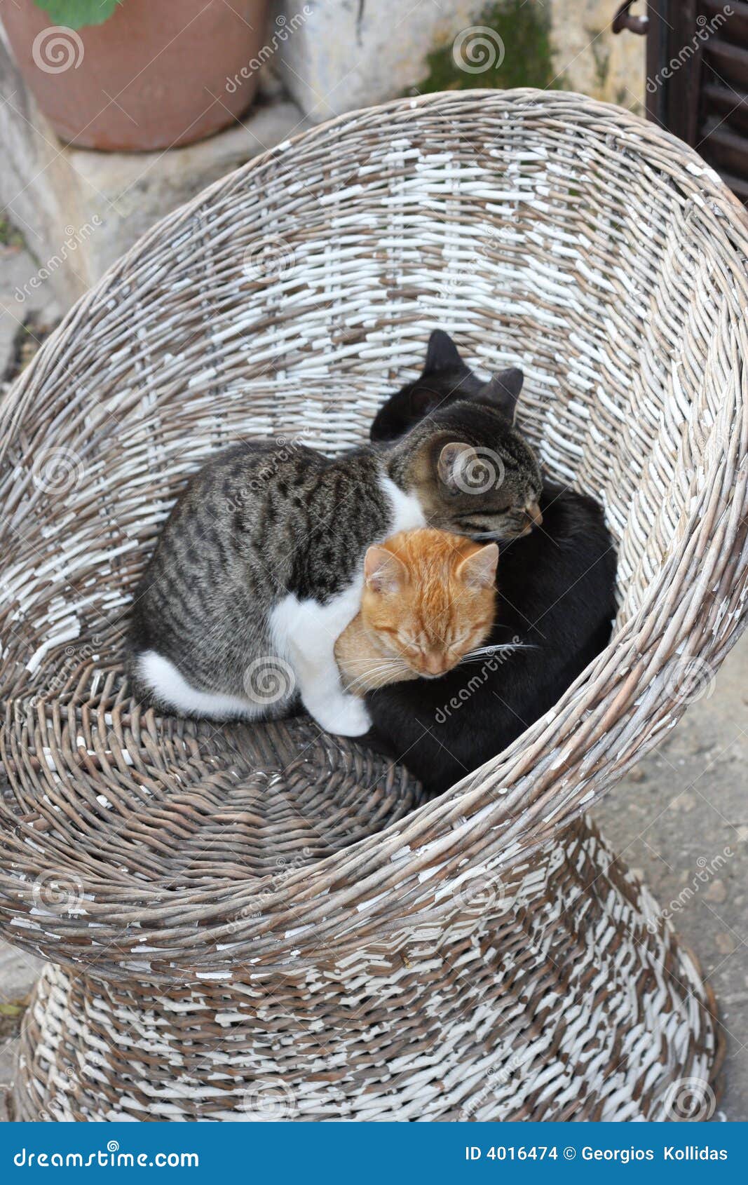 Un Resto Dei Tre Gatti Nel Freddo Fotografia Stock - Immagine di gatto ...