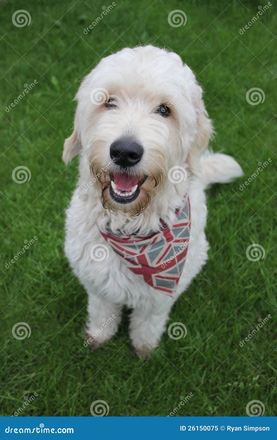 Un Retrato Del Perro De Labradoodle Imagen de archivo - Imagen de ...