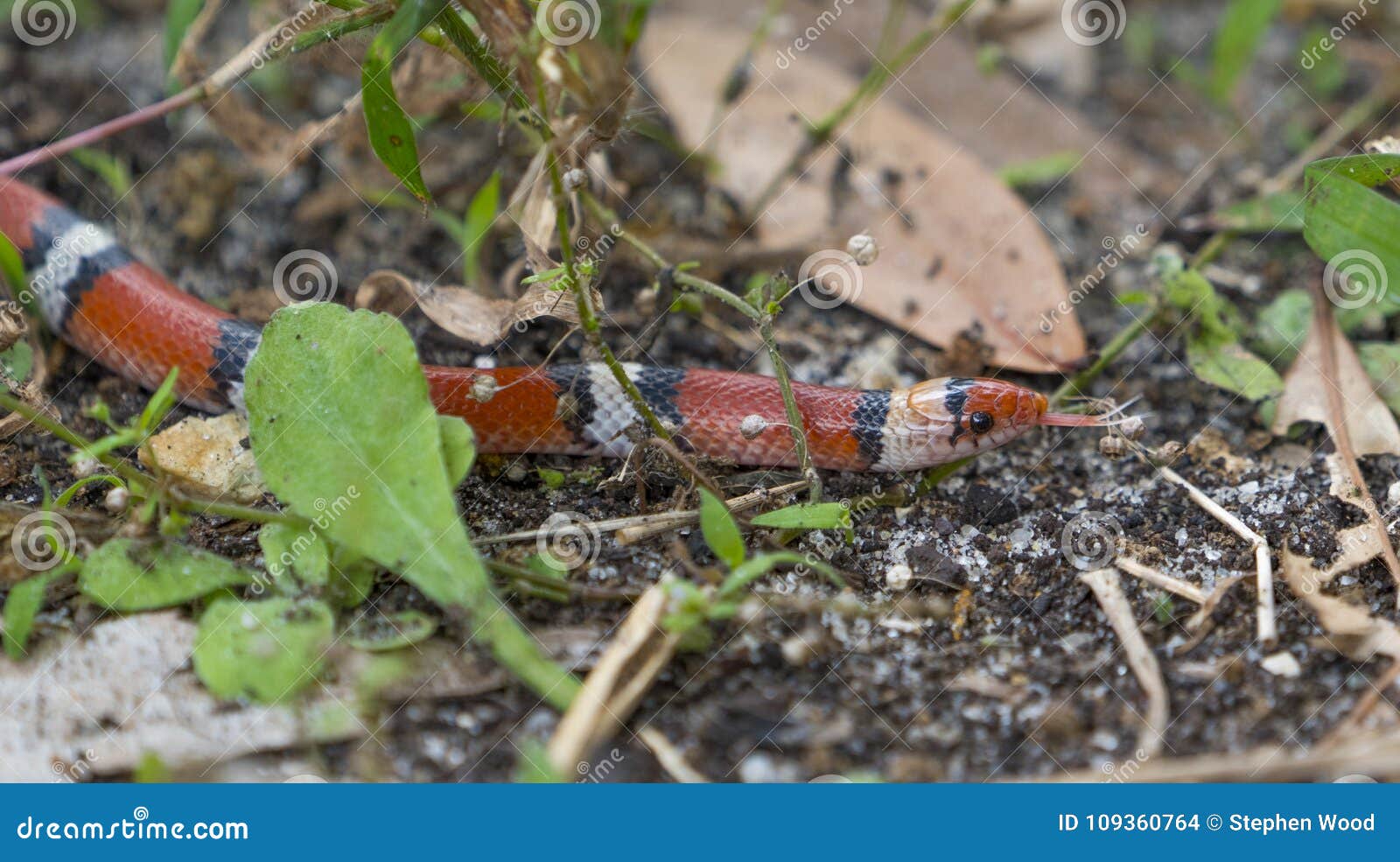 Un Rey Snake Looks Para Un Escondite Foto de archivo - Imagen de ...