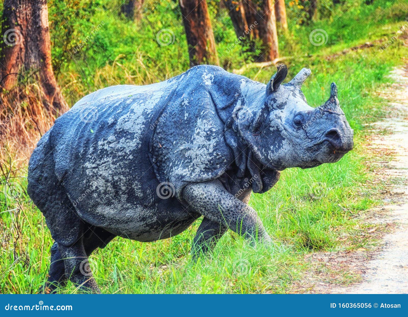 Un rinoceronte cuerno foto de archivo. Imagen de color - 160365056