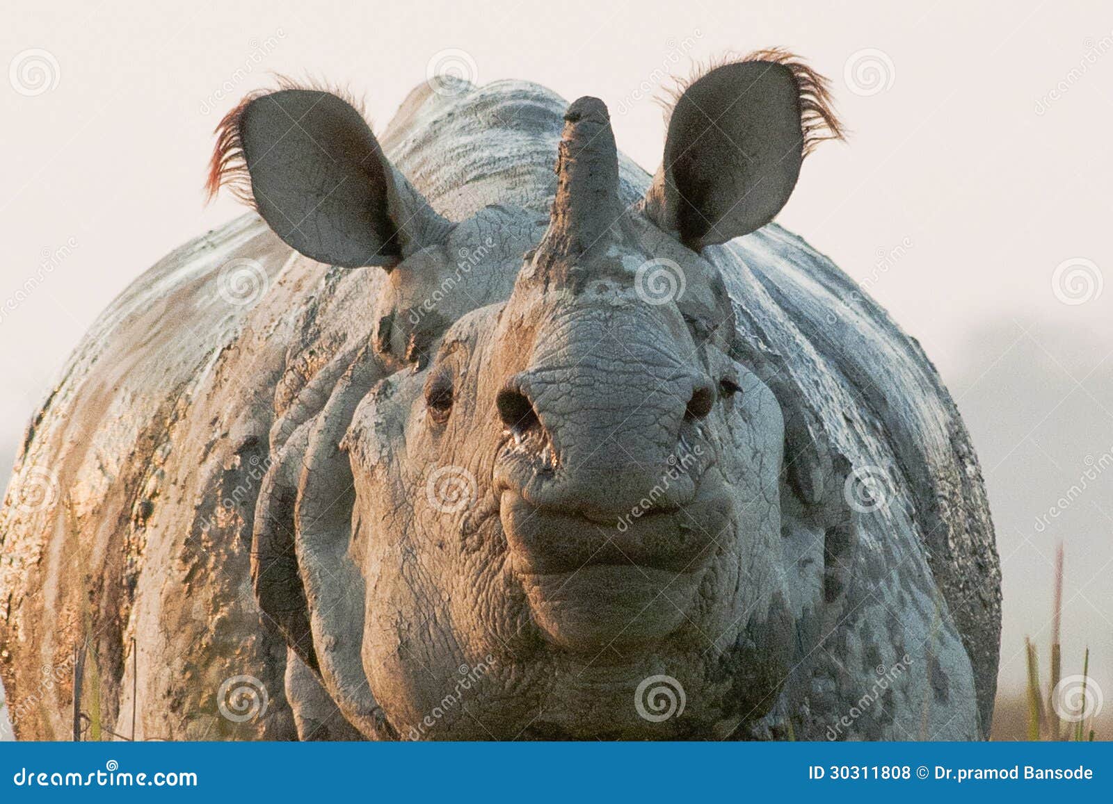 Un rinoceronte de cuernos foto de archivo. Imagen de naturalizado ...