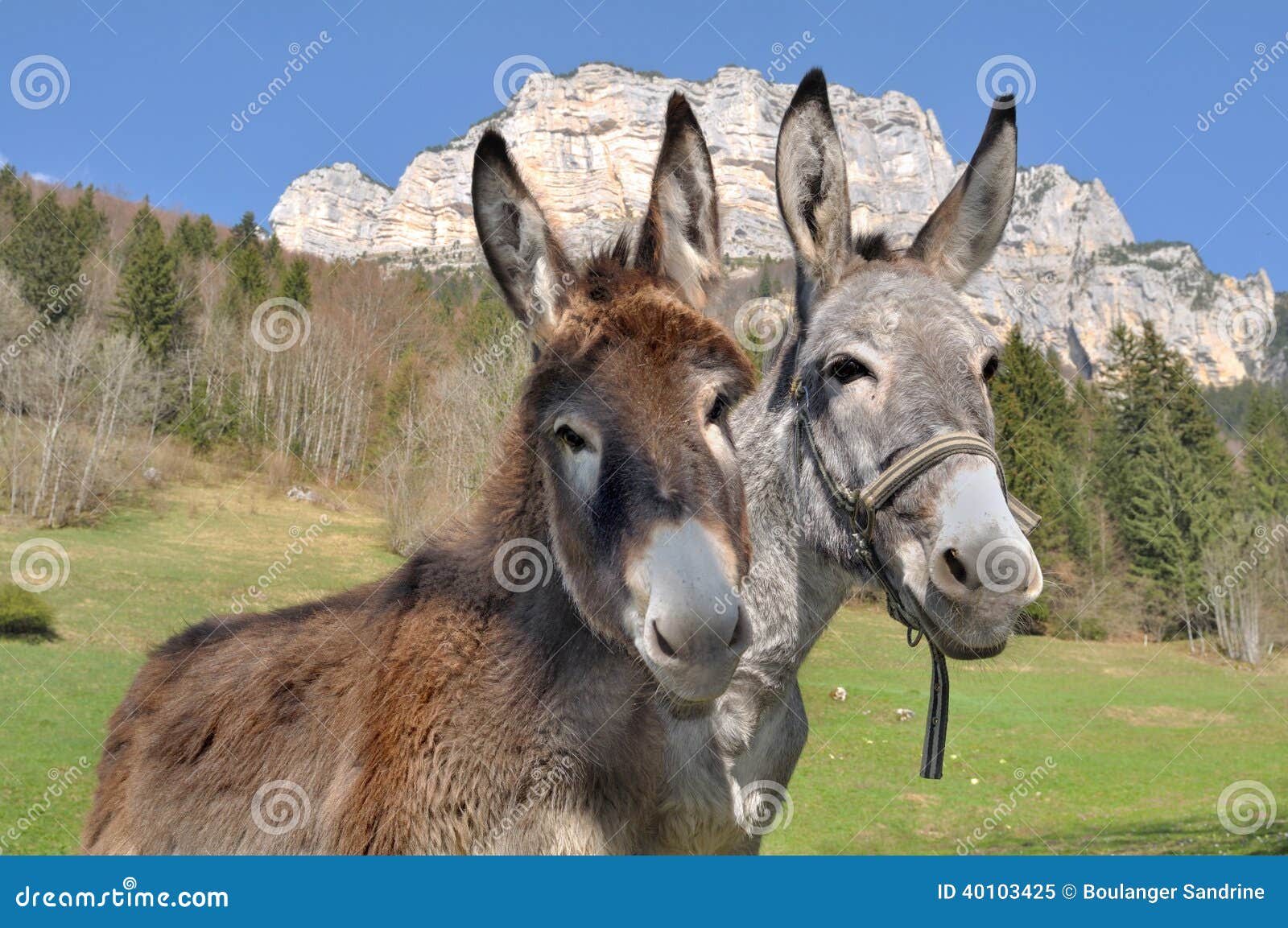 Un Ritratto Di Due Asini Svegli Immagine Stock - Immagine di montagna ...