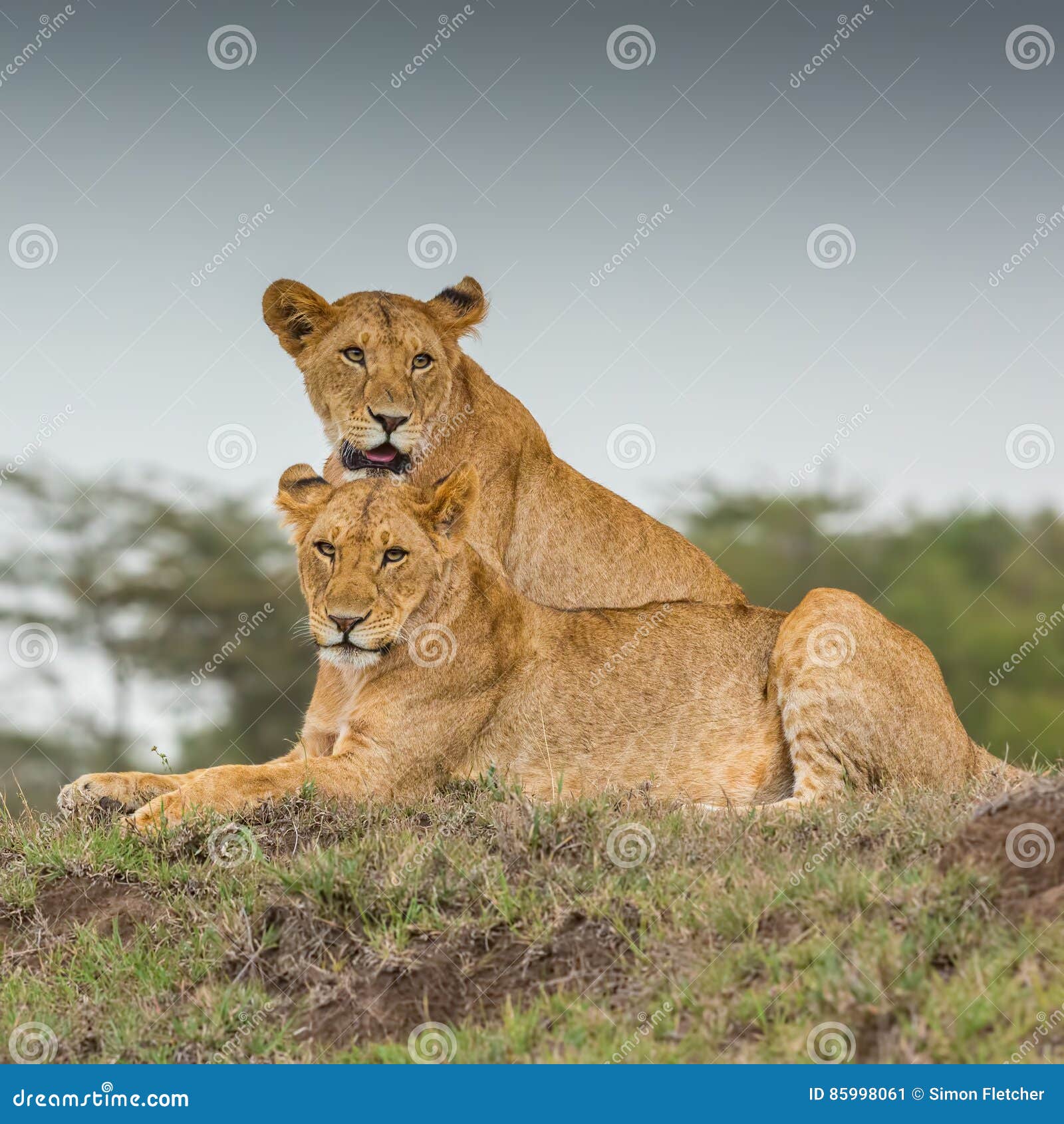 Un Ritratto Di Due Leonesse Immagine Stock - Immagine di erba, creatura ...