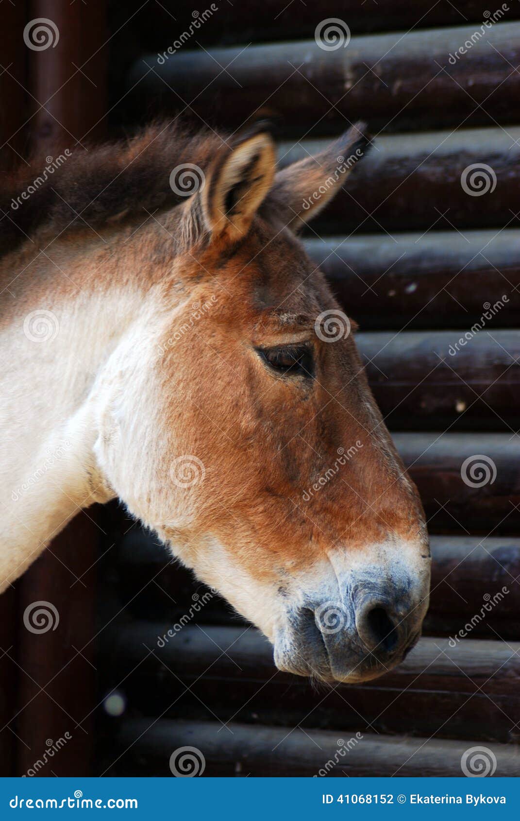 Un Ritratto Di Profilo Della Testa Di Cavallo Fotografia Stock ...
