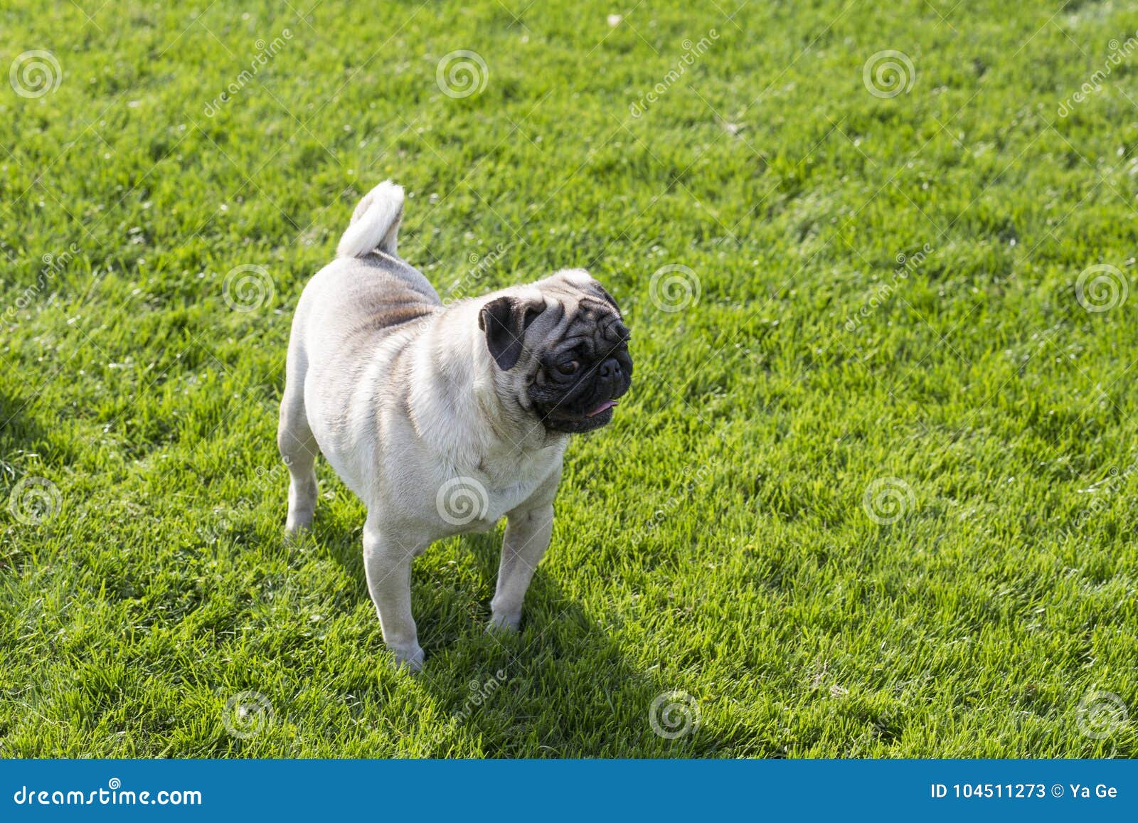 Un roquet image stock. Image du grand, verticale, rides - 104511273