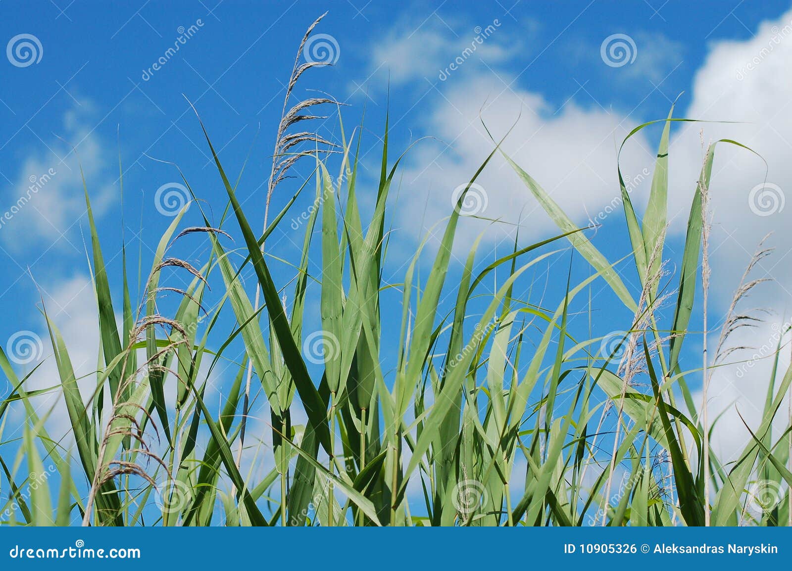 Un roseau. photo stock. Image du aqueux, longtemps, nature - 10905326