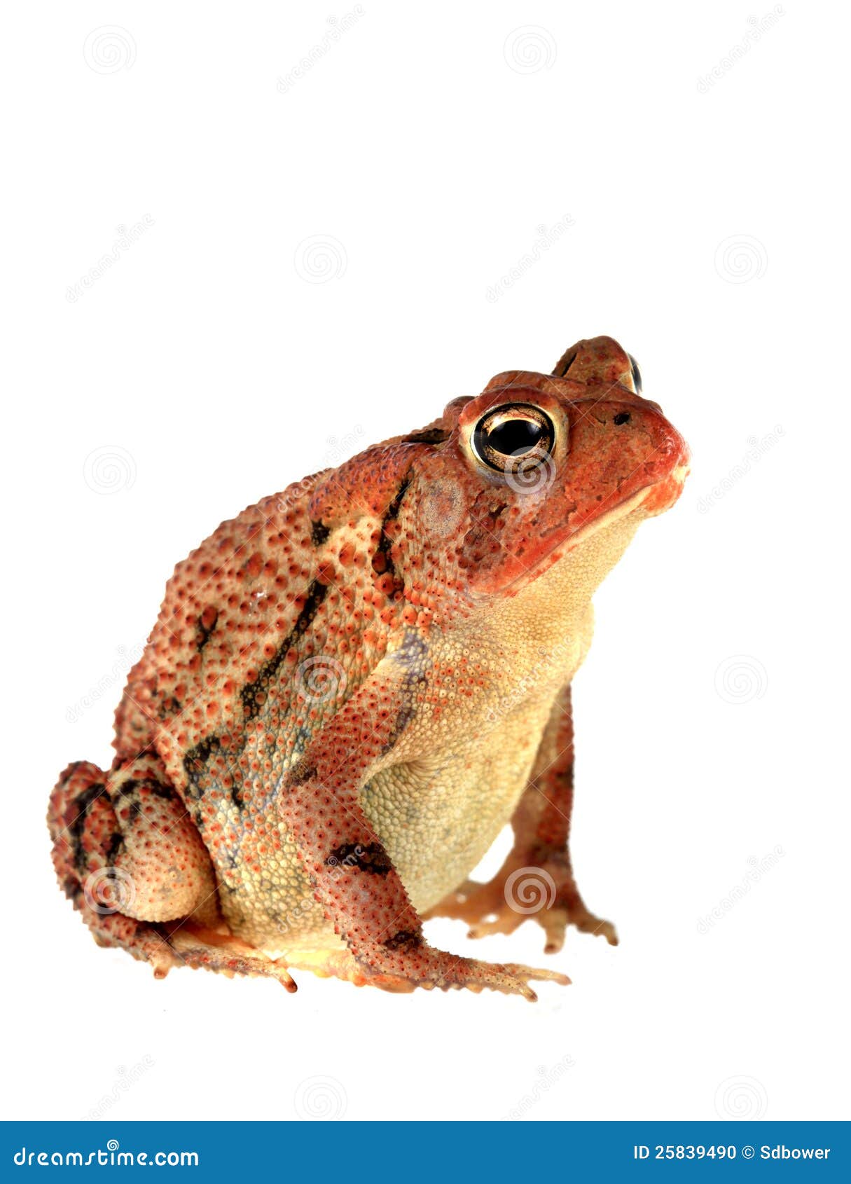 Un Sapo Real Aislado En Blanco Foto de archivo - Imagen de gordo ...