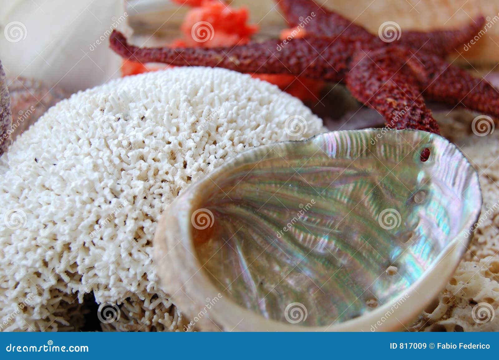 Un seashell de la perla imagen de archivo. Imagen de producto - 817009