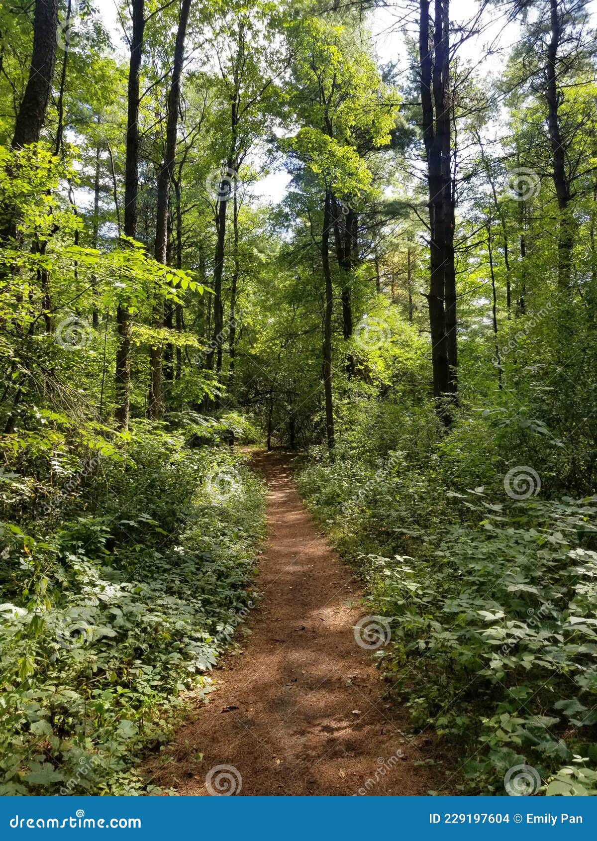 Un sentier forestier photo stock. Image du vert, traînée - 229197604