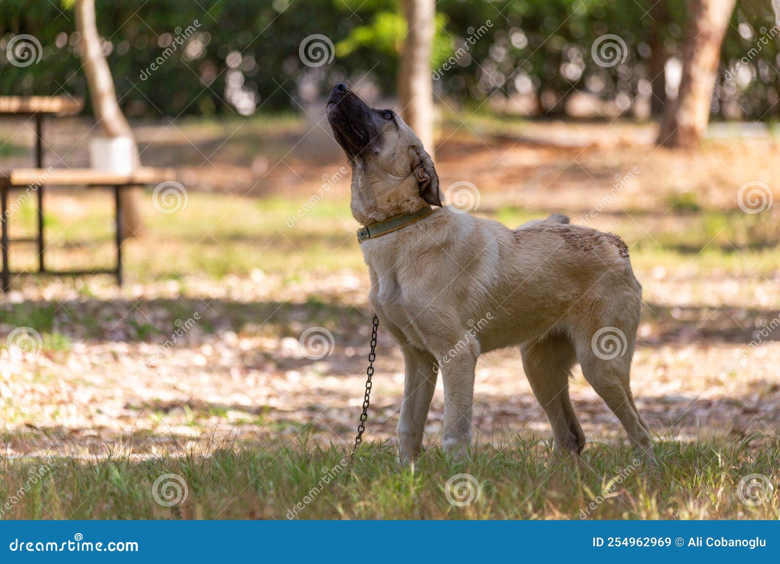 Un Ser Humano Amante De Los Perros Imagen de archivo - Imagen de casta ...