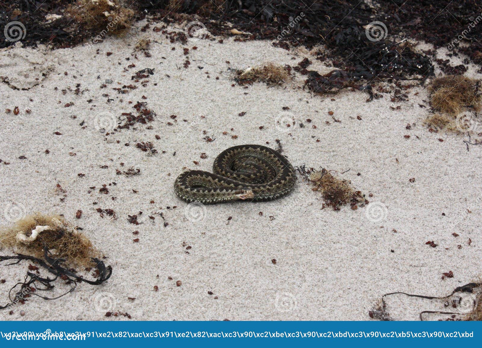 Un serpent dans le sable image stock. Image of sable - 88362281