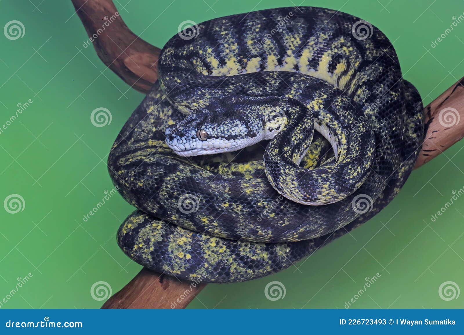 Un Serpent Python De Tapis Enveloppe Son Corps Sur Un Rond. Image stock ...