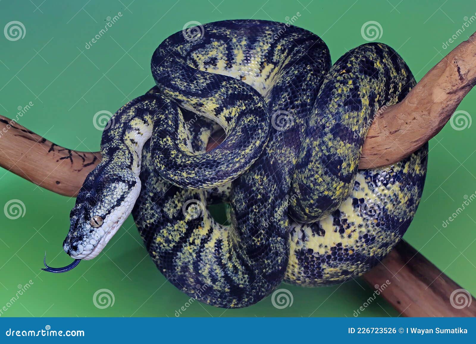 Un Serpent Python De Tapis Enveloppe Son Corps Sur Un Rond. Photo stock ...