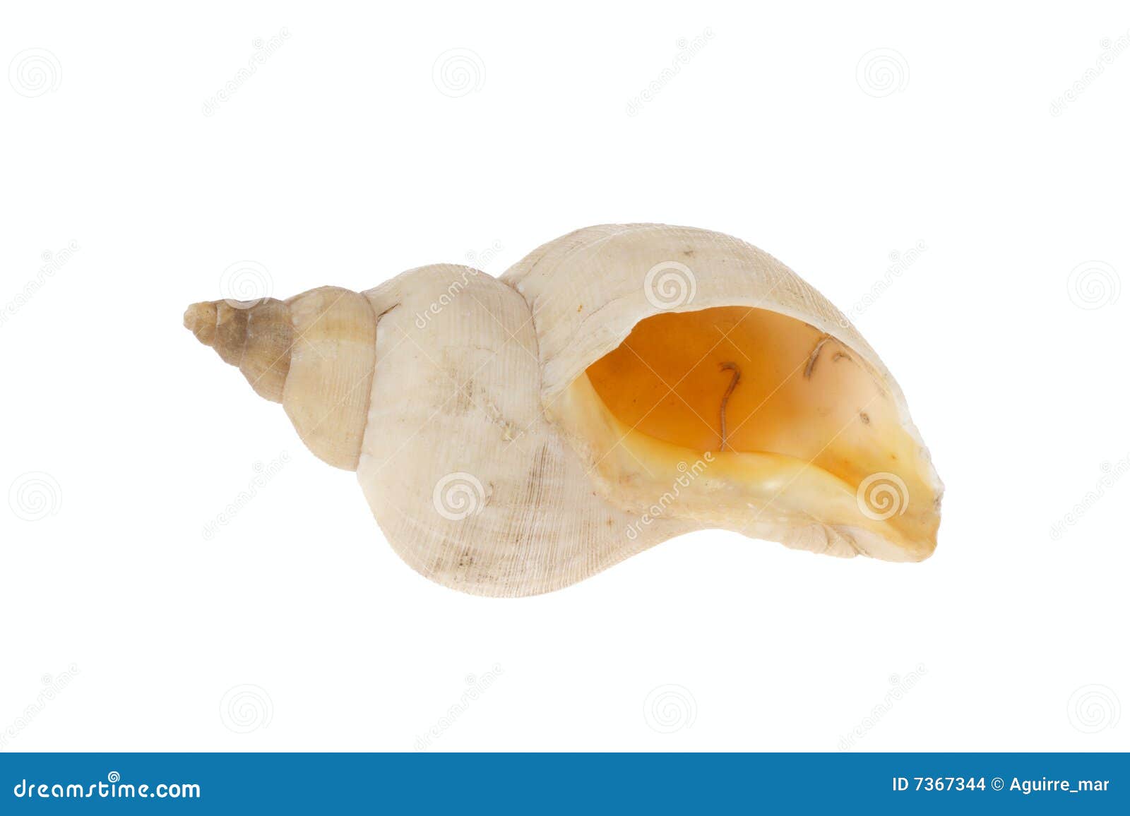 Un shell foto de archivo. Imagen de geométrico, hermoso - 7367344