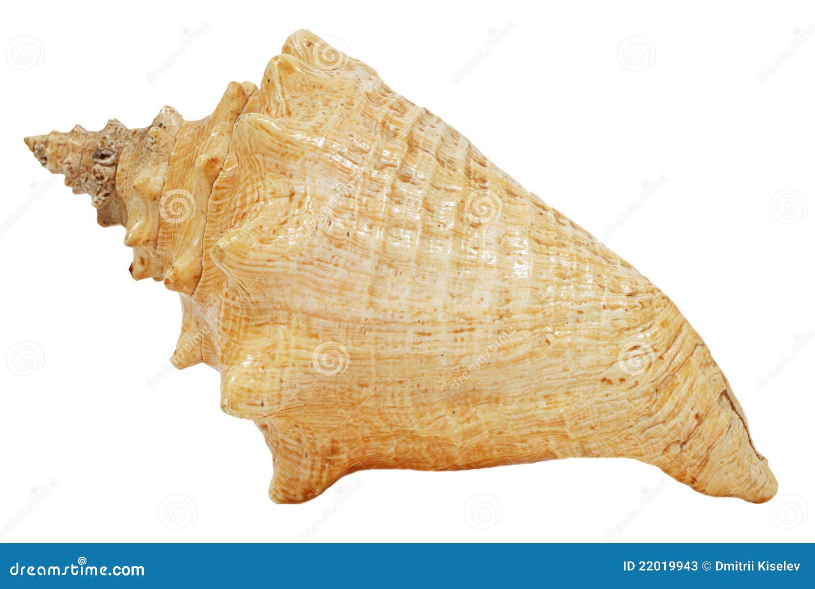 Un Shell Grande Elegante Del Mar Imagen de archivo - Imagen de abrigo ...