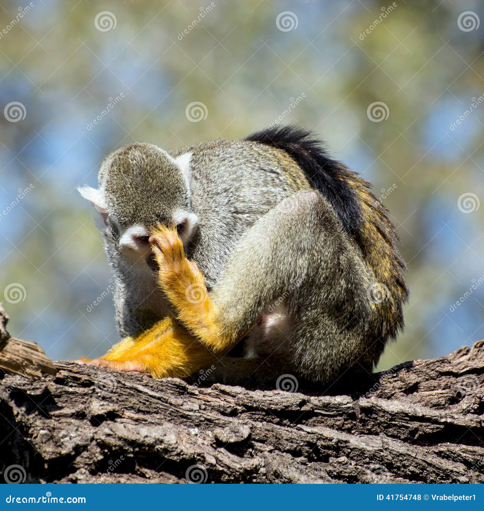 Un Singe-écureuil Commun (sciureus De Saimiri) Photo stock - Image du ...