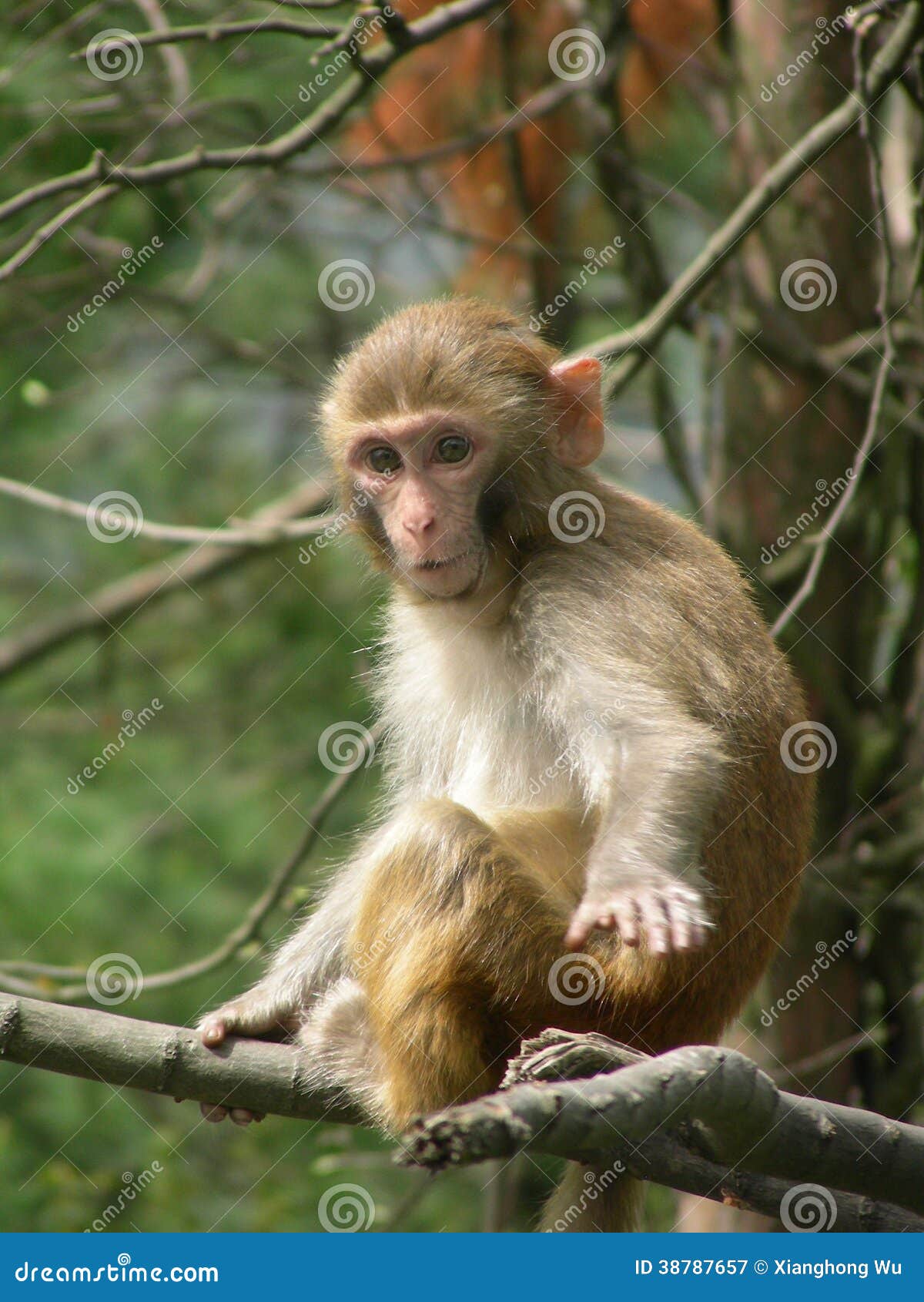 Un singe image stock. Image du animaux, adorable, chéri - 38787657