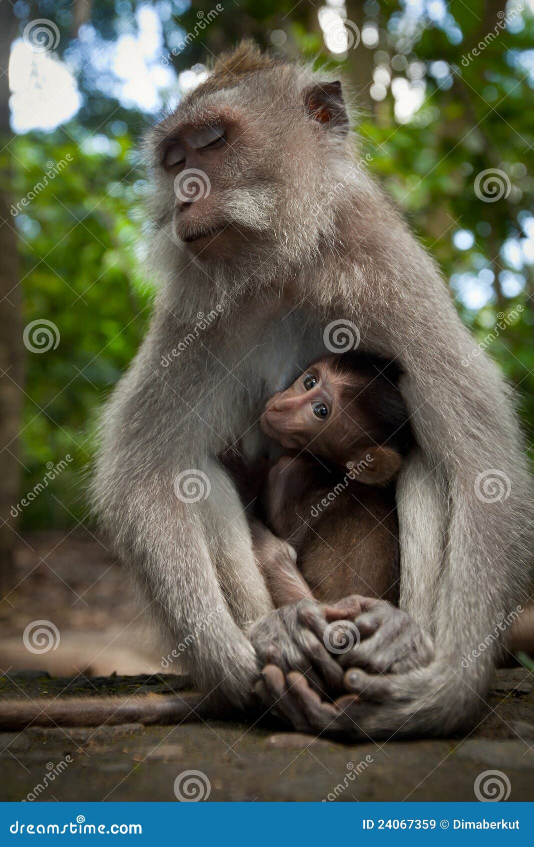 Un singe sauvage sur Bali image stock. Image du herbe - 24067359