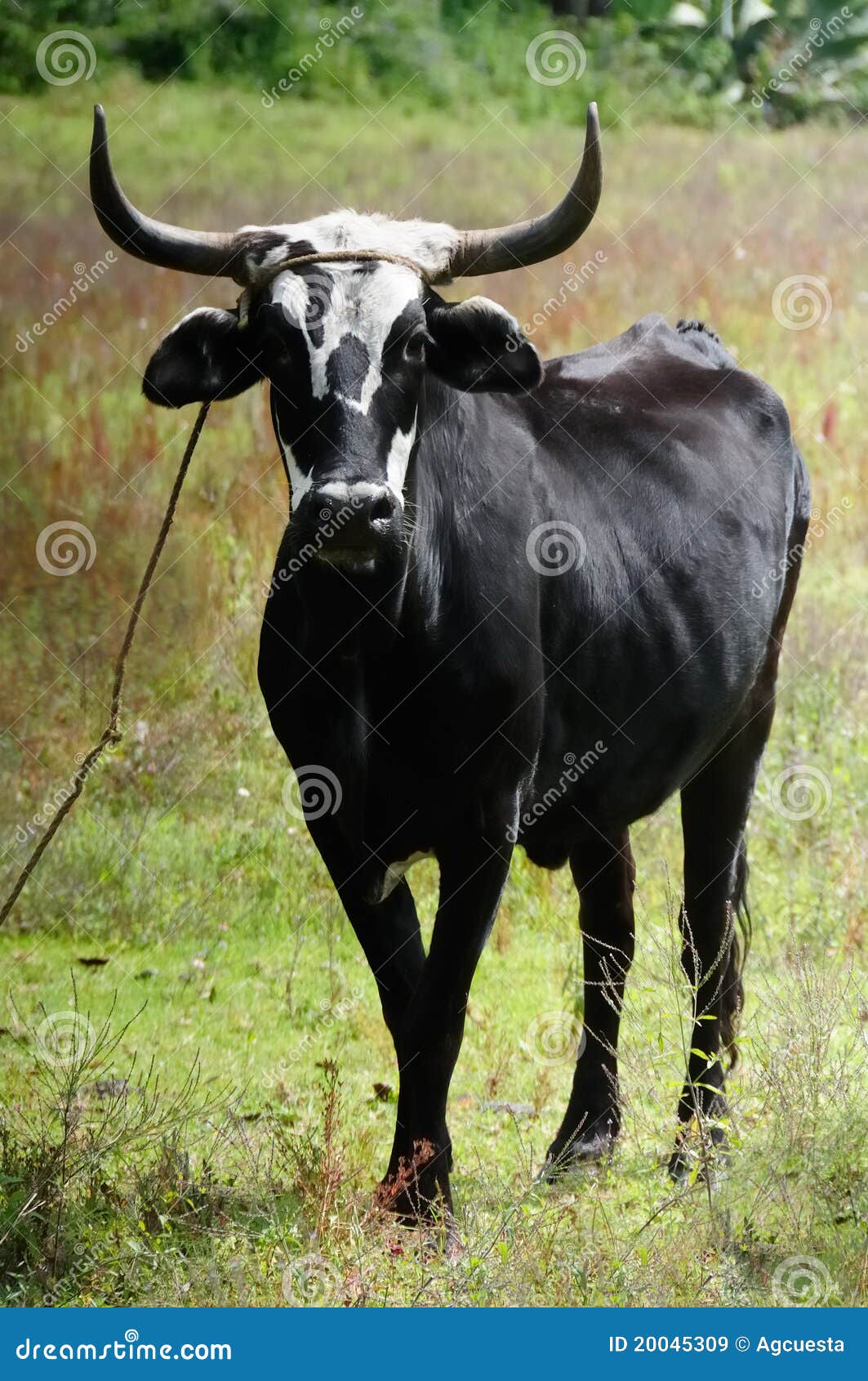 Un singolo bue nero immagine stock. Immagine di bovino - 20045309