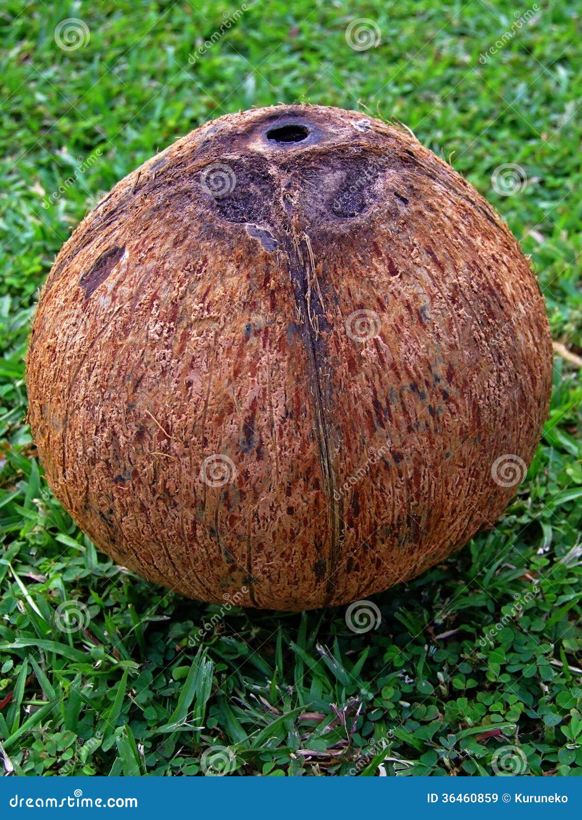 Un Solo Coco (pealed) Desnudo Imagen de archivo - Imagen de germen ...