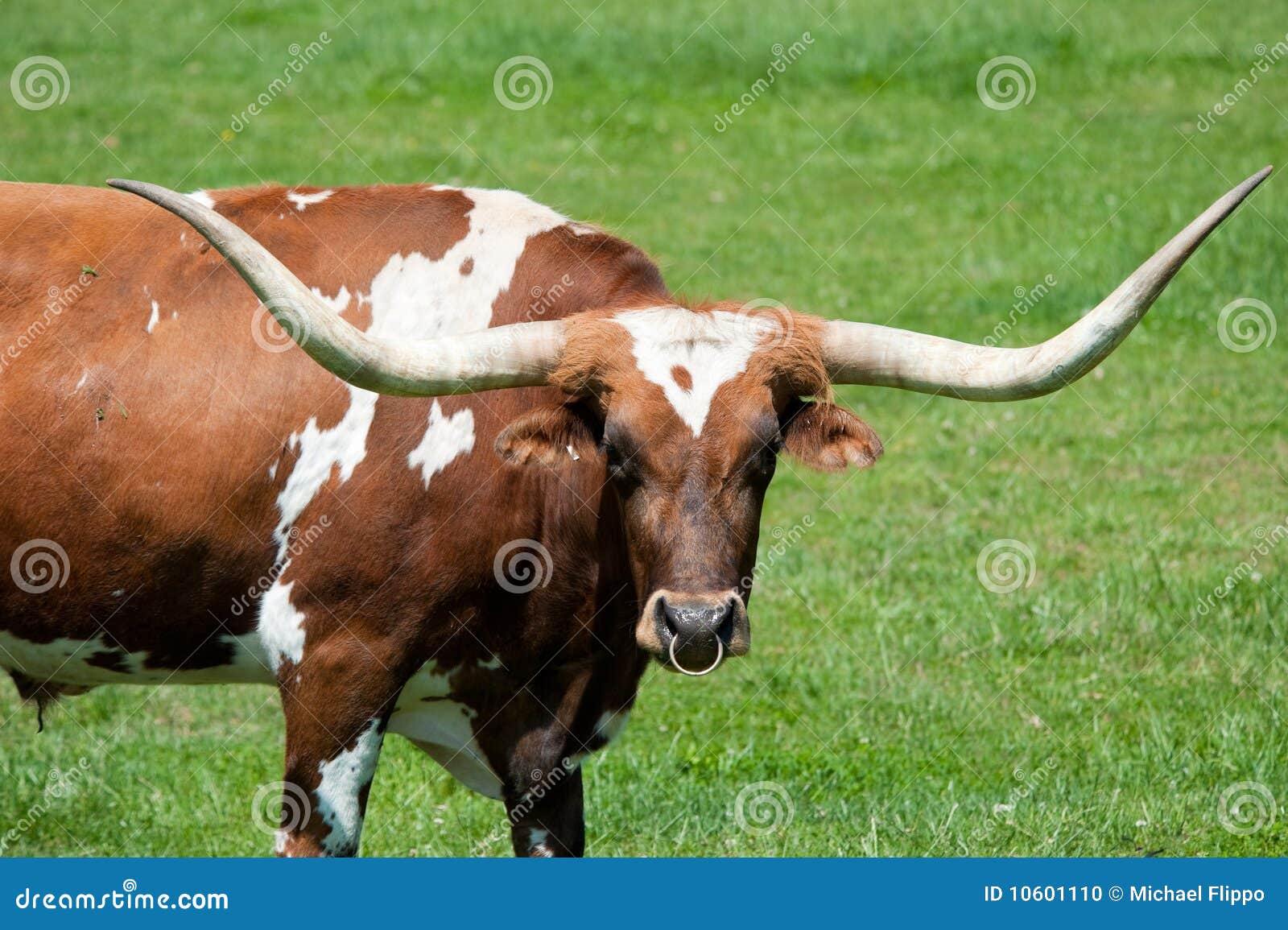 Un toro della mucca texana fotografia stock. Immagine di texas - 10601110