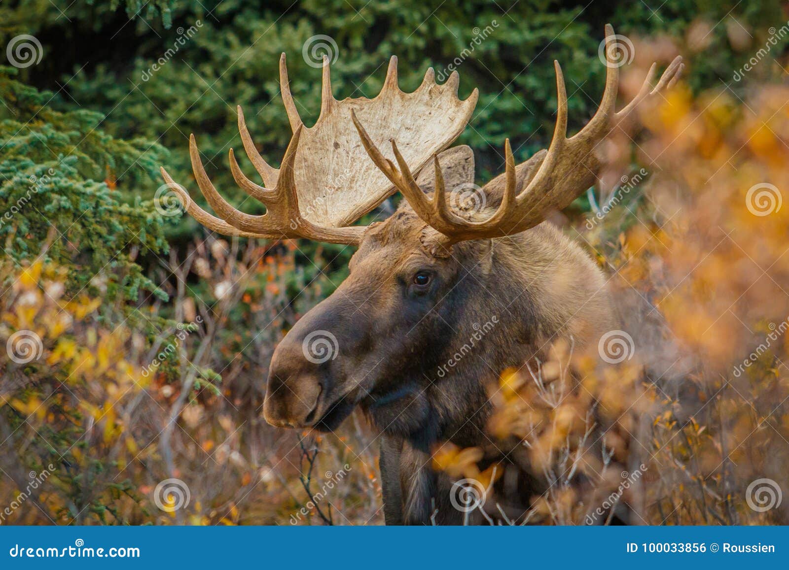 Un Toro Delle Alci in Denali NP, Alaska Fotografia Stock - Immagine di ...