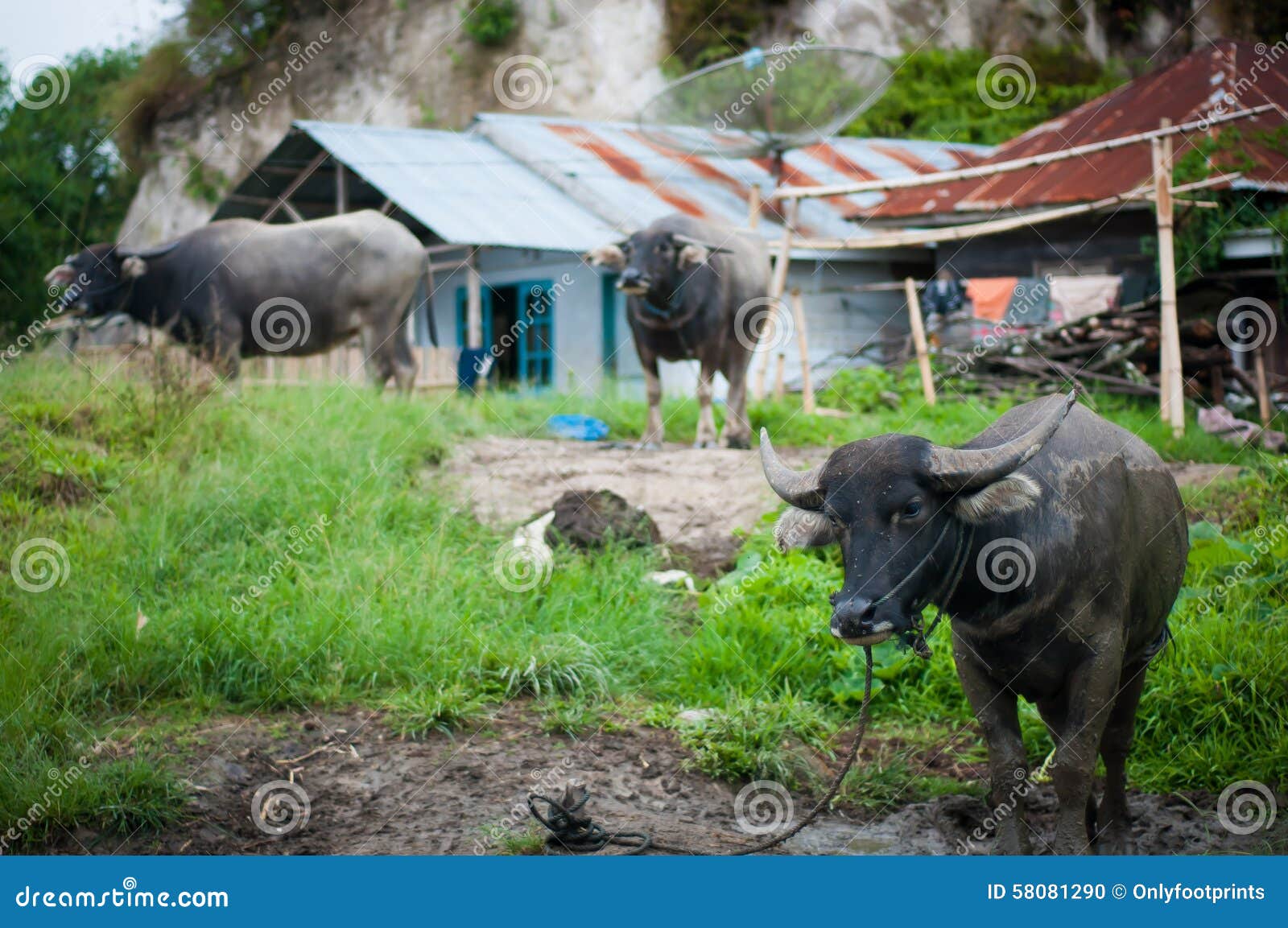 Un trio del bue fotografia stock. Immagine di bestiami - 58081290