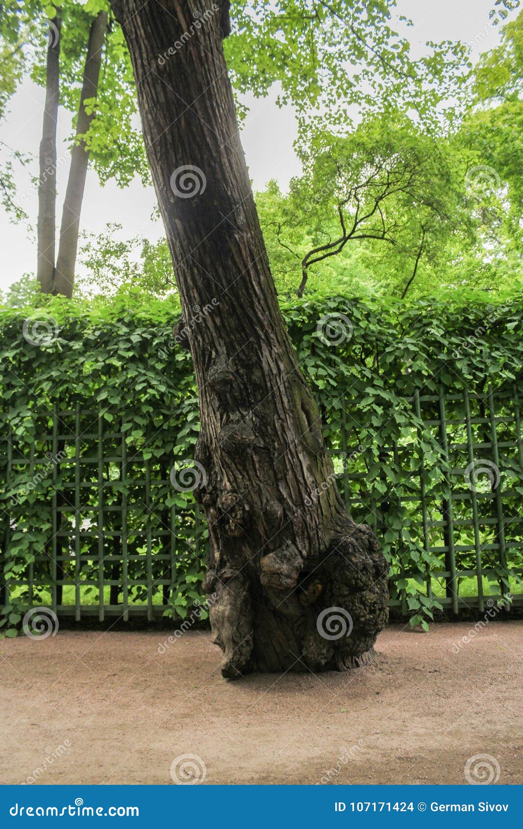 Un tronco di un albero fotografia stock. Immagine di famoso - 107171424