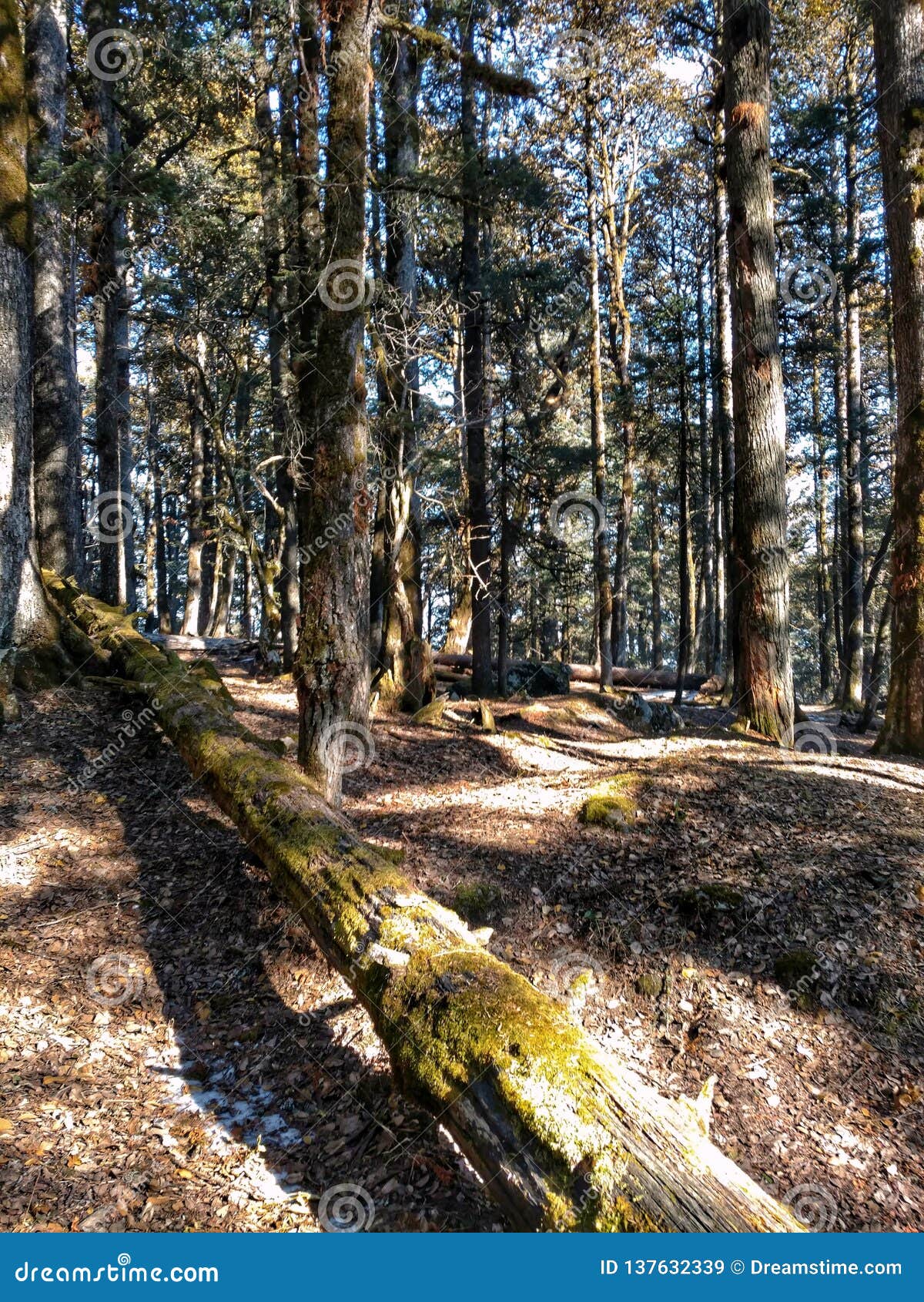 Un Tronco Di Albero Caduto in Una Foresta Immagine Stock - Immagine di ...