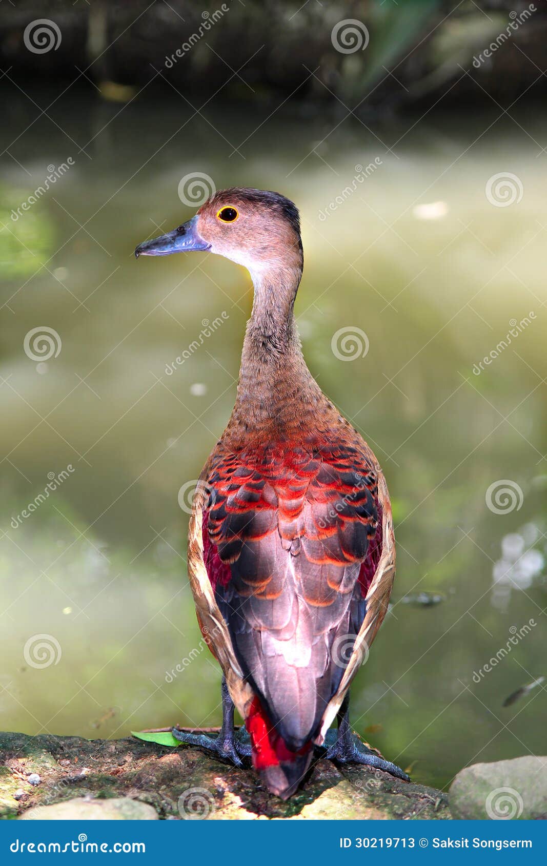 Trullo anillado imagen de archivo. Imagen de criatura - 30219713