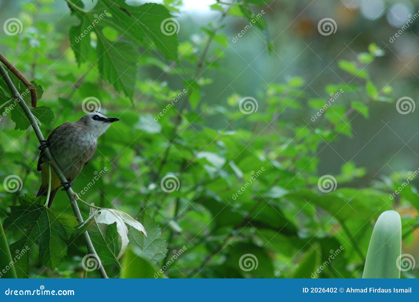 Un uccello fotografia stock. Immagine di animale, malaysia - 2026402