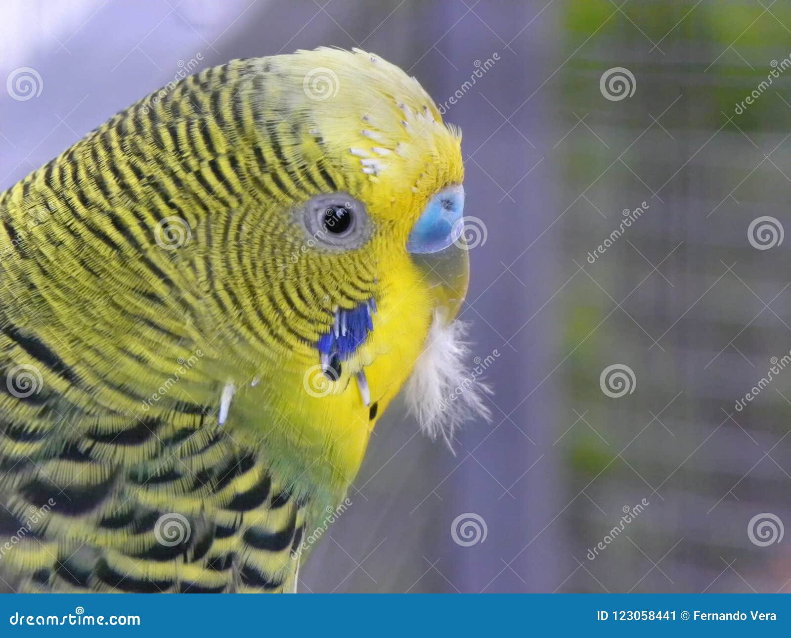 Un Undulatus Jaune De Melopsittacus De Perruche Image stock - Image du ...