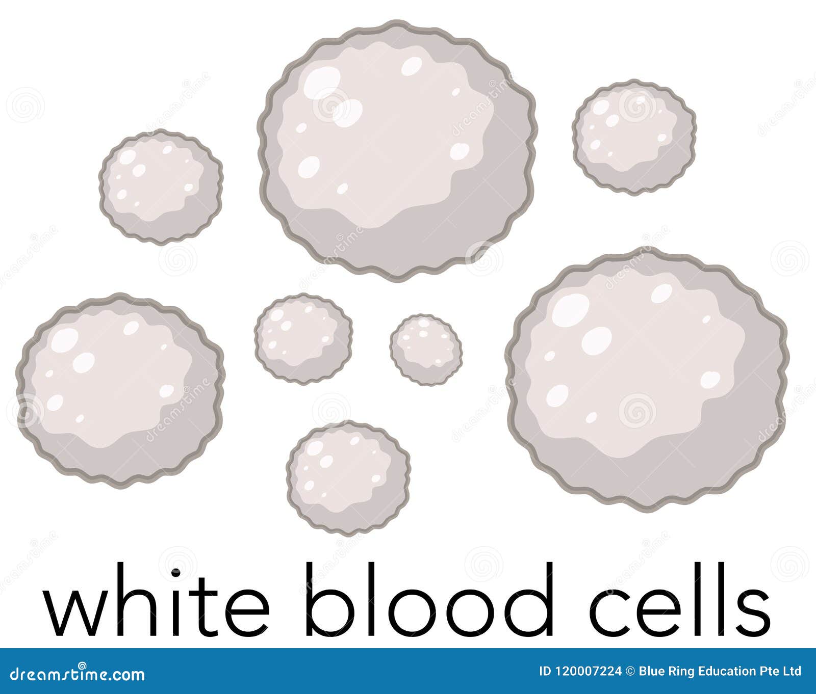Un Vector De Los Glóbulos Blancos Ilustración del Vector - Ilustración ...