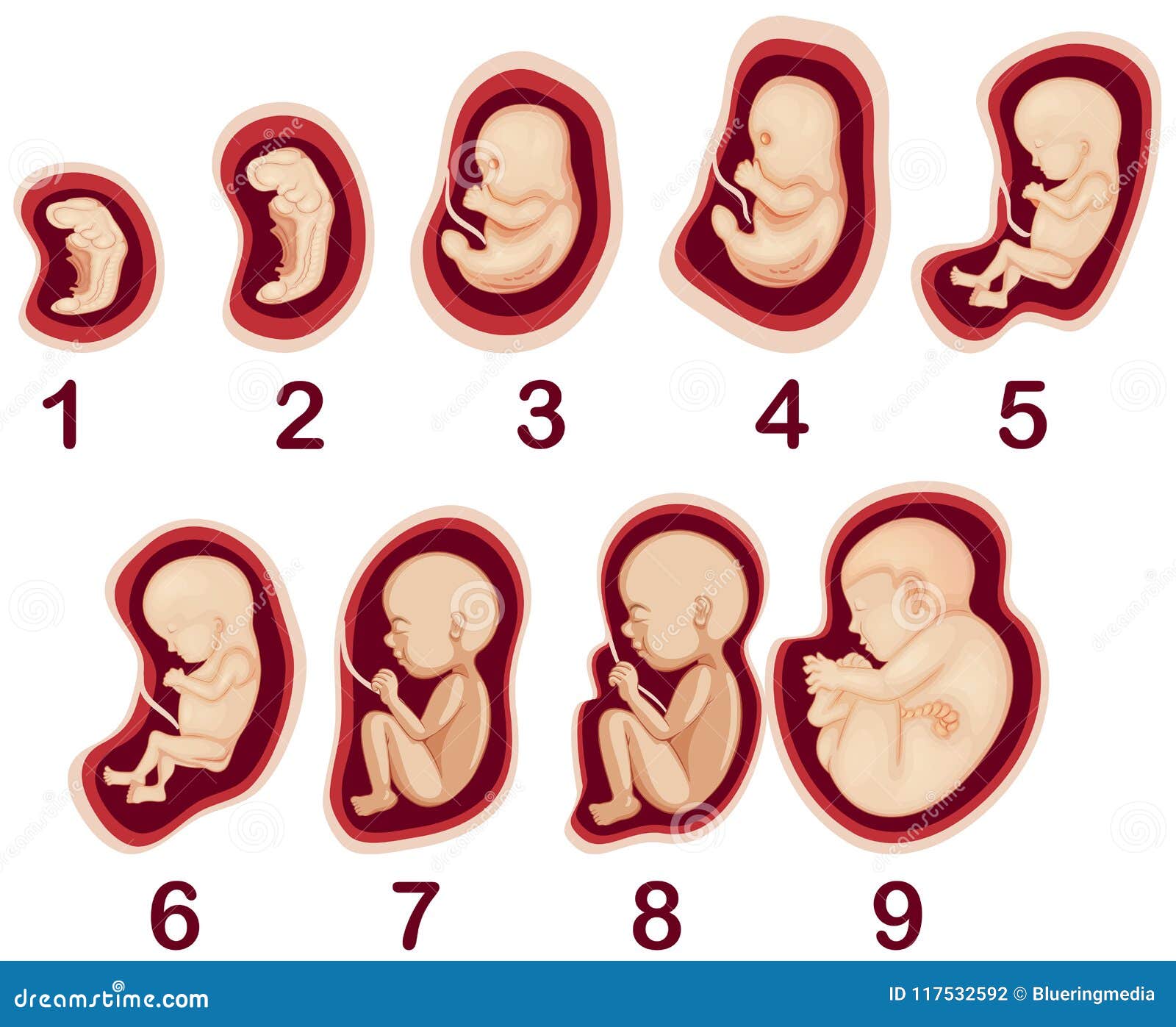Un Vector Del Desarrollo Del Embrión Humano Ilustración del Vector ...