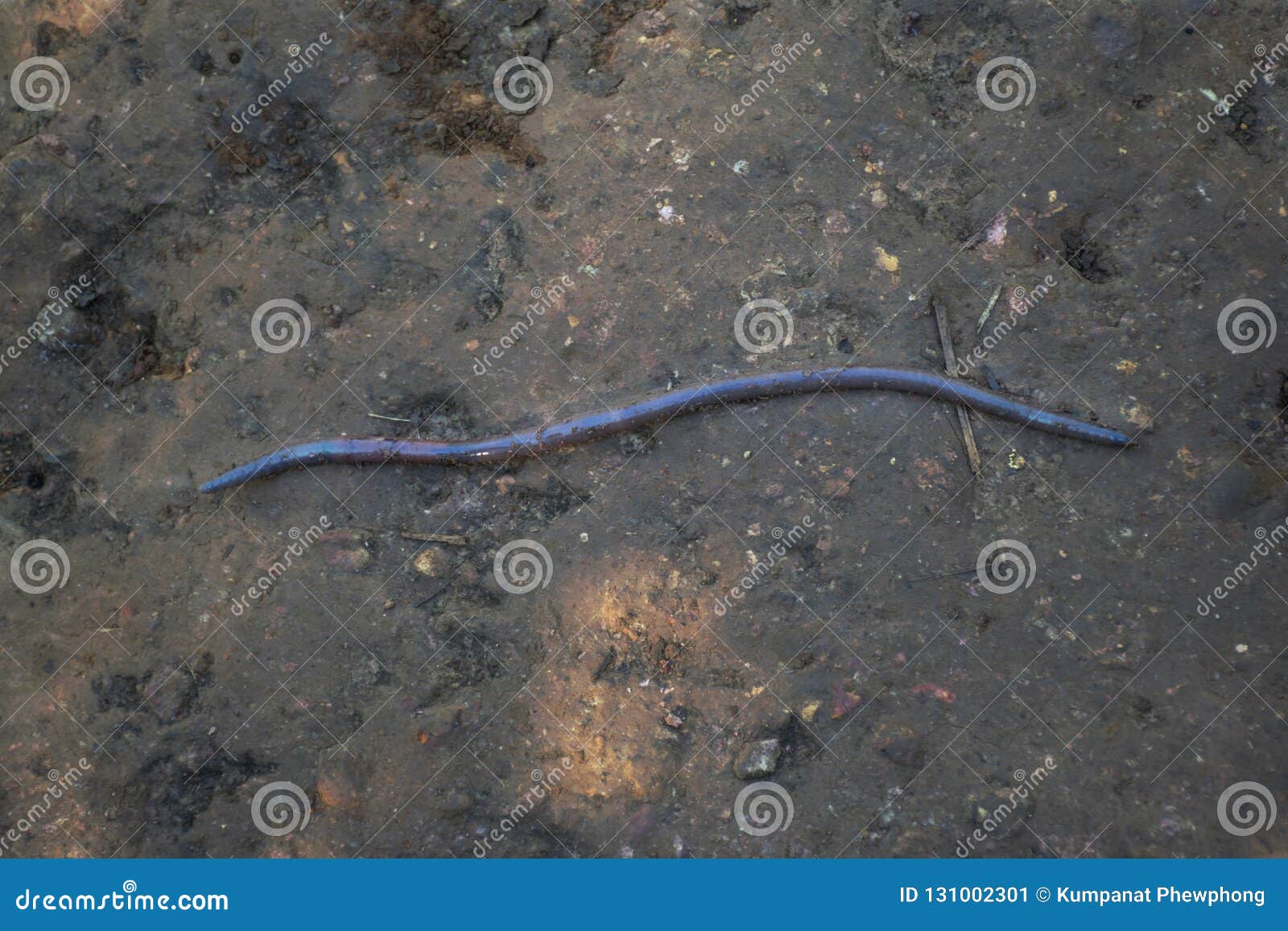 Un Ver De Terre Géant Sur Un Sol Image stock - Image du rouge, nature ...