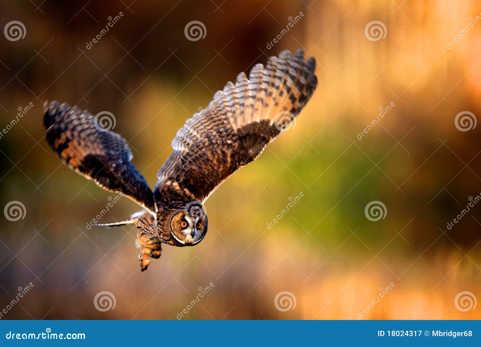 Un Vuelo Espigado Largo Del Buho Imagen de archivo - Imagen de cazador ...