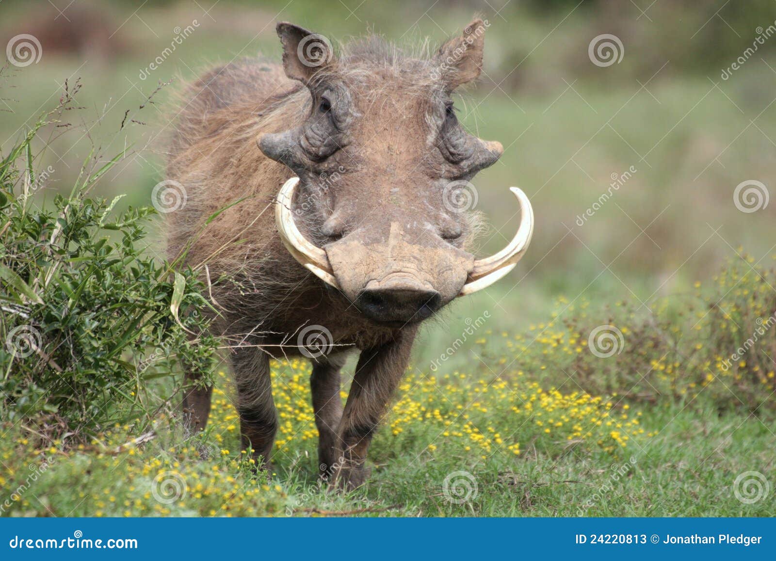 Un Warthog Con Los Colmillos Grandes. Imagen de archivo - Imagen de ...